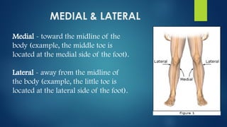 APPLIED ANATOMY-anatomical terms ...pptx