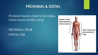 APPLIED ANATOMY-anatomical terms ...pptx