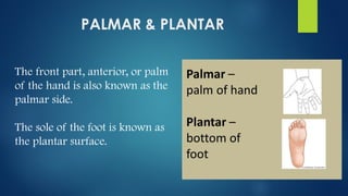 APPLIED ANATOMY-anatomical terms ...pptx