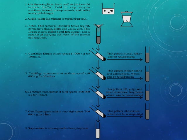 Sub cellular fractionation | PPT | Biological Sciences | Science