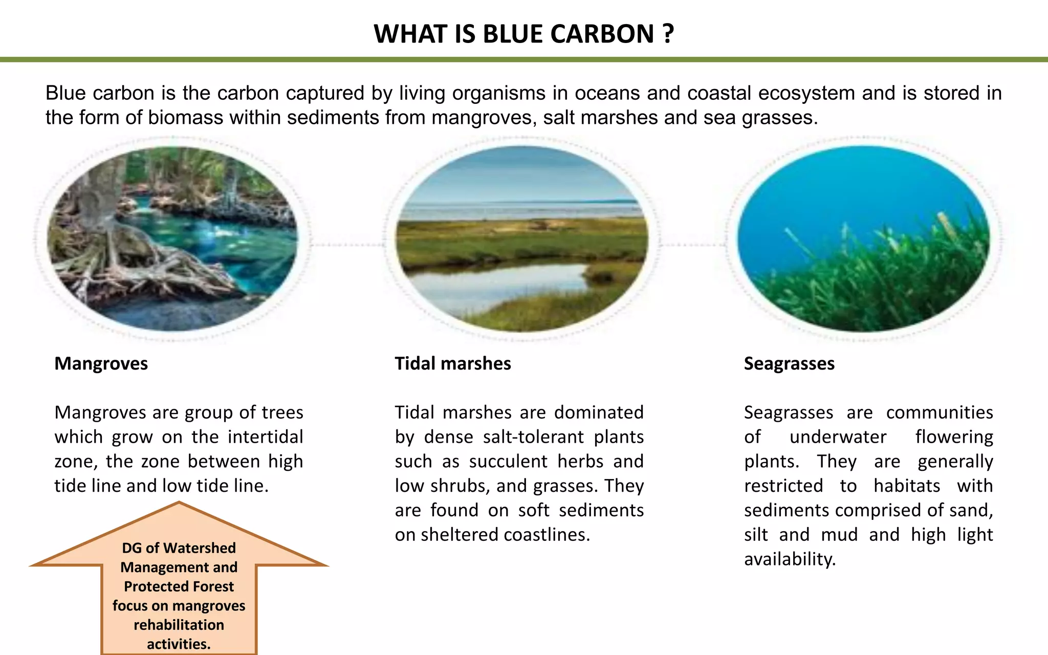 Policy and Implementation of Mangrove Strategic Management Plan | PDF