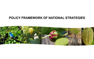 Policy and Implementation of Mangrove Strategic Management Plan | PDF