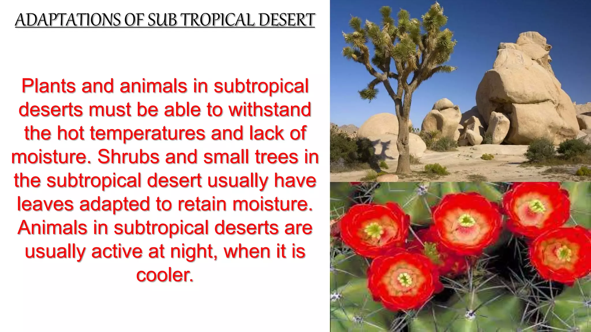 Sub tropical deserts | PPTX