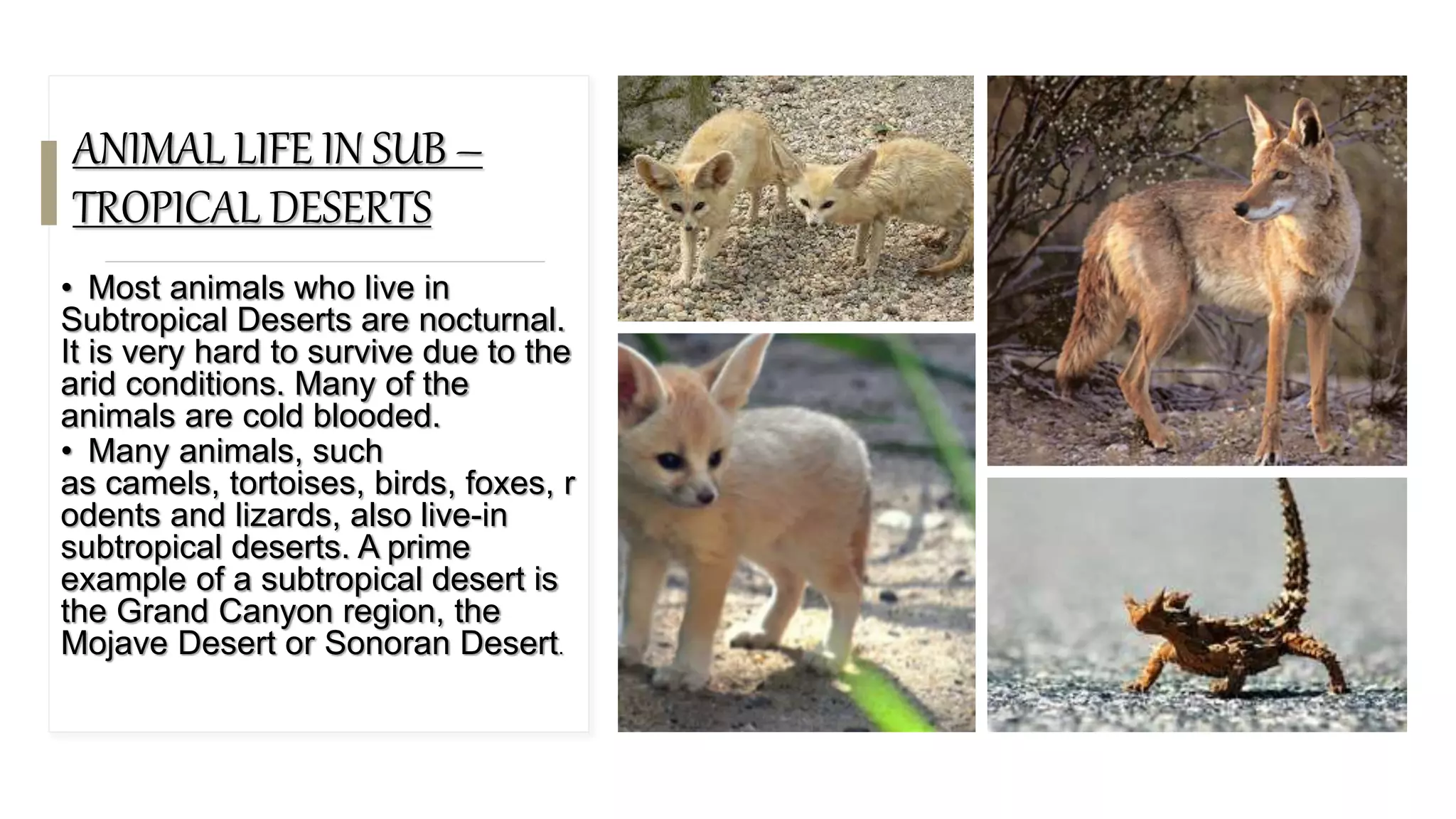 Sub tropical deserts | PPTX