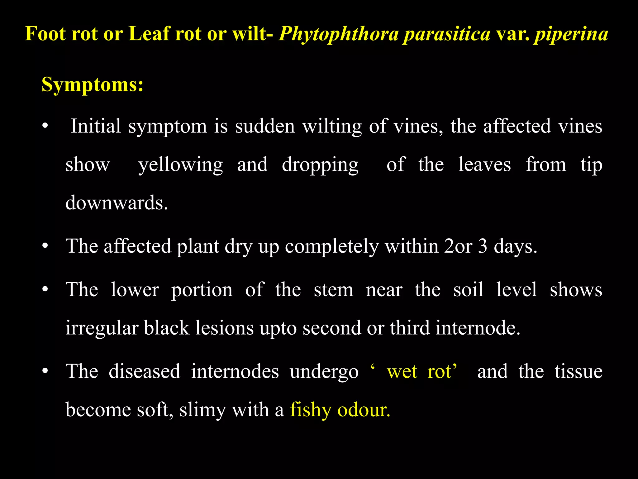 DISEASES OF BETELVINE | PPTX