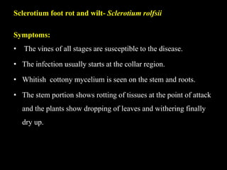 DISEASES OF BETELVINE | PPTX