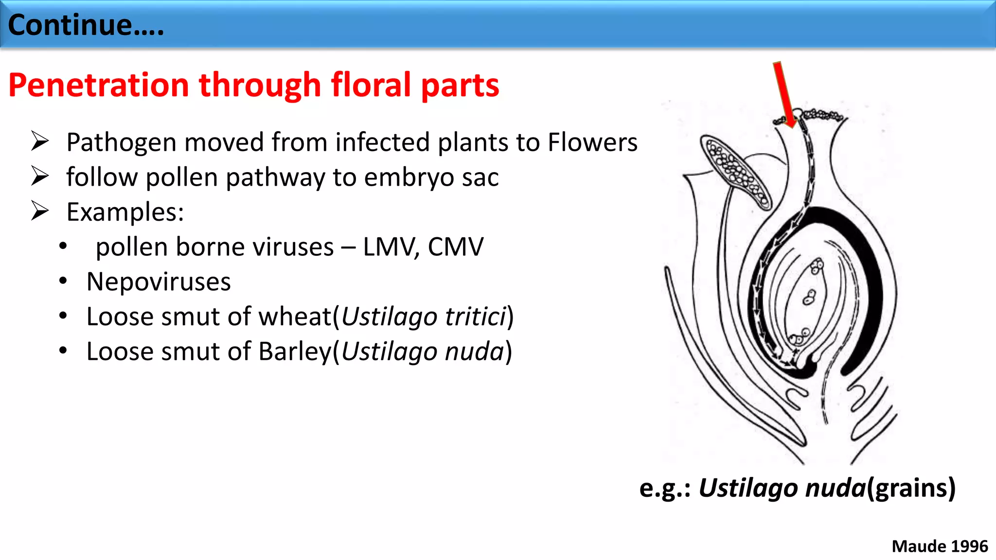 seed borne nature of plant pathogen | PPTX