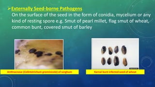 seed borne nature of plant pathogen | PPTX