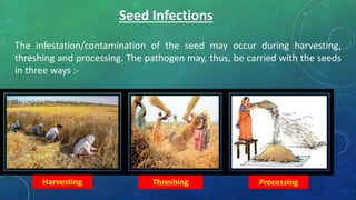 seed borne nature of plant pathogen | PPTX