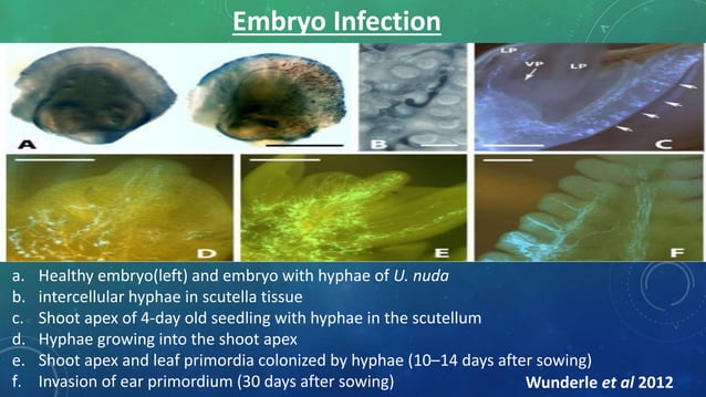 seed borne nature of plant pathogen | PPTX | Gardening | Home & Garden