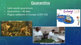 seed borne nature of plant pathogen | PPTX