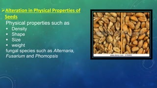 seed borne nature of plant pathogen | PPTX