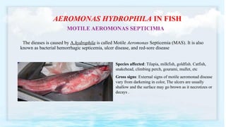 Marine microbial diseases-Water borne bcterial pathogens | PPTX