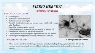 Marine microbial diseases-Water borne bcterial pathogens | PPTX