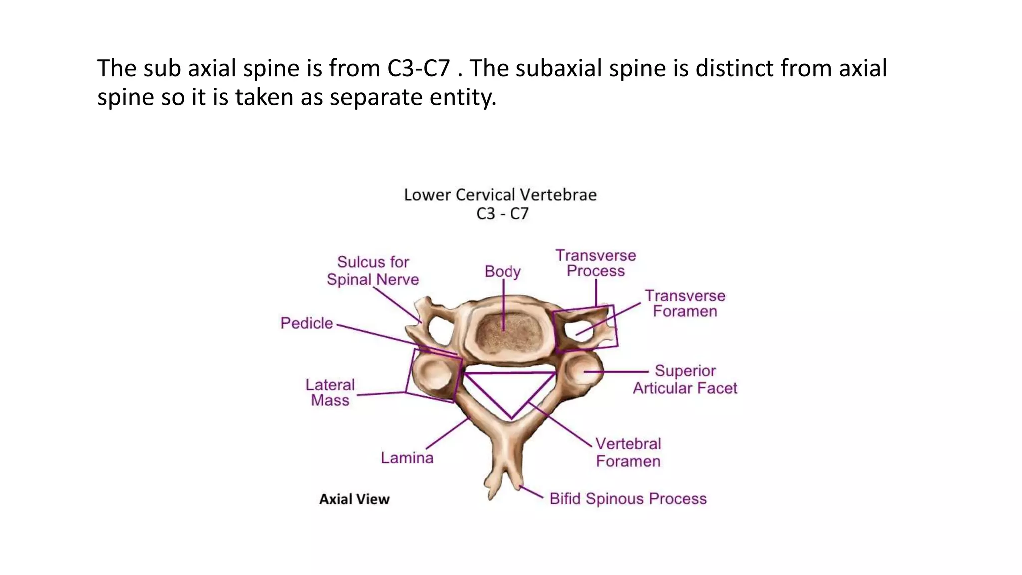 Subaxial spine | PPTX