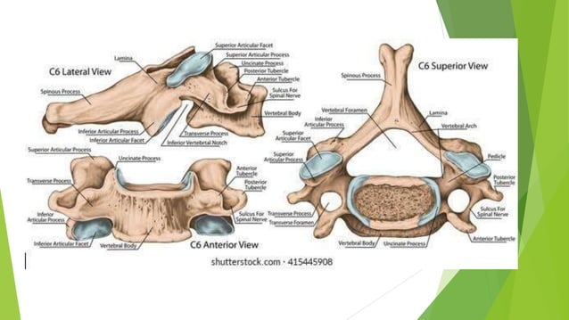 Sub Axial Cervical Spine Trauma and its classification | PPT