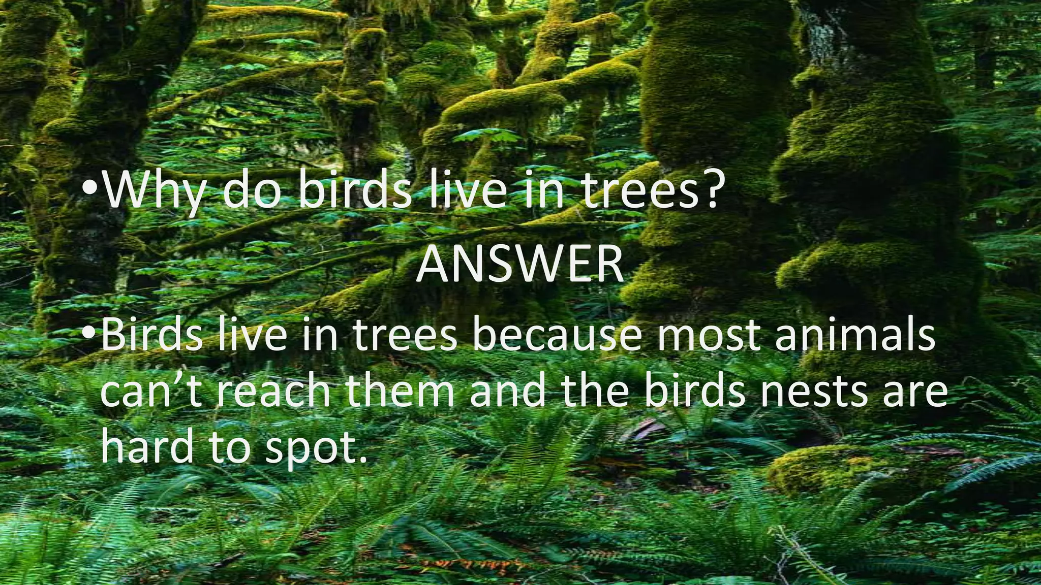 Sub canopy adeel, alashaye and david | PPT