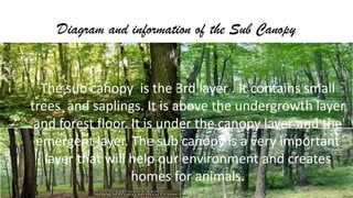 Sub canopy adeel, alashaye and david | PPT