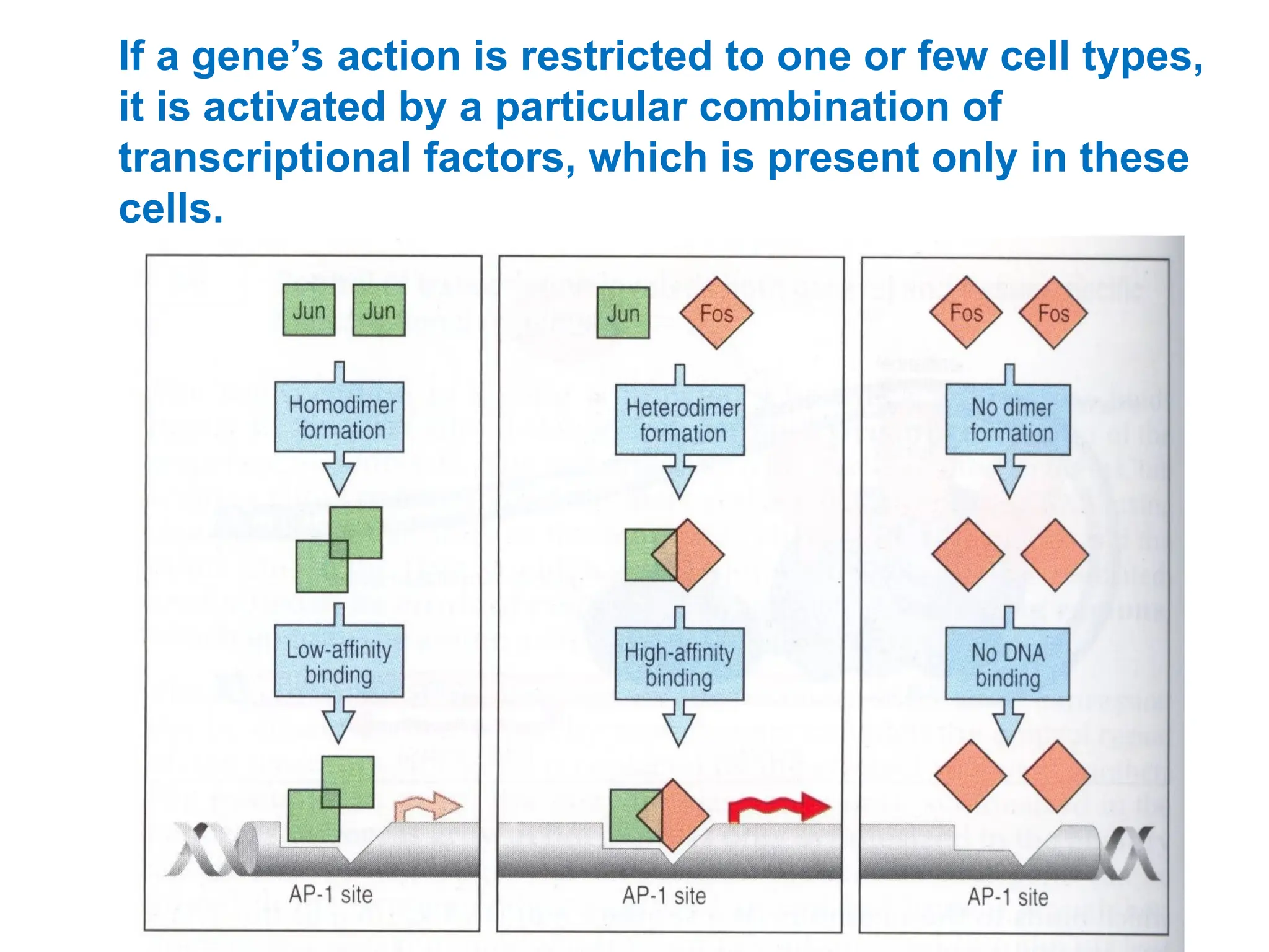 sub Cell Differentiatiovn session 12.ppt