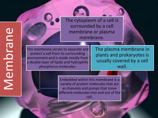 Subcellular components