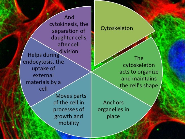 Subcellular components