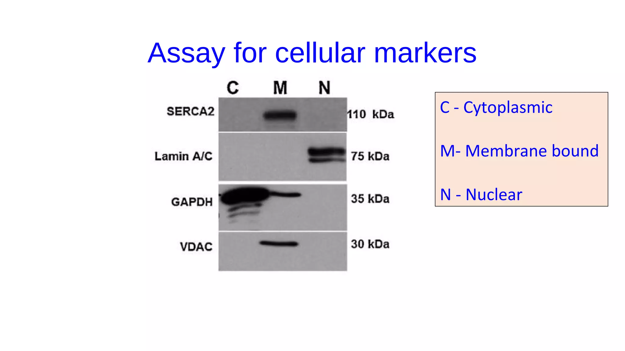 Subcellular fractionation | PPT