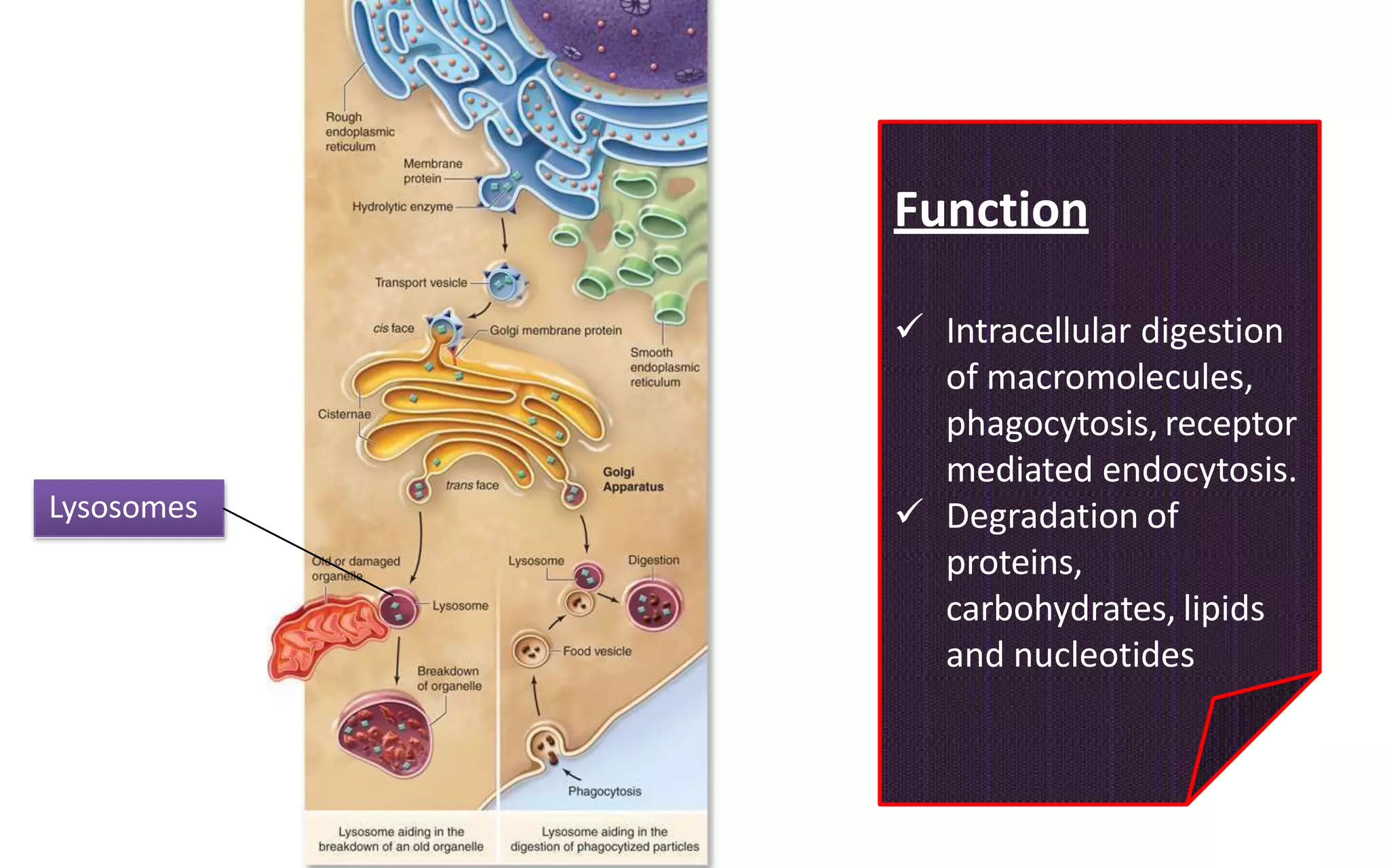 sub cellular organelles of cell.pptx | Biological Sciences | Science