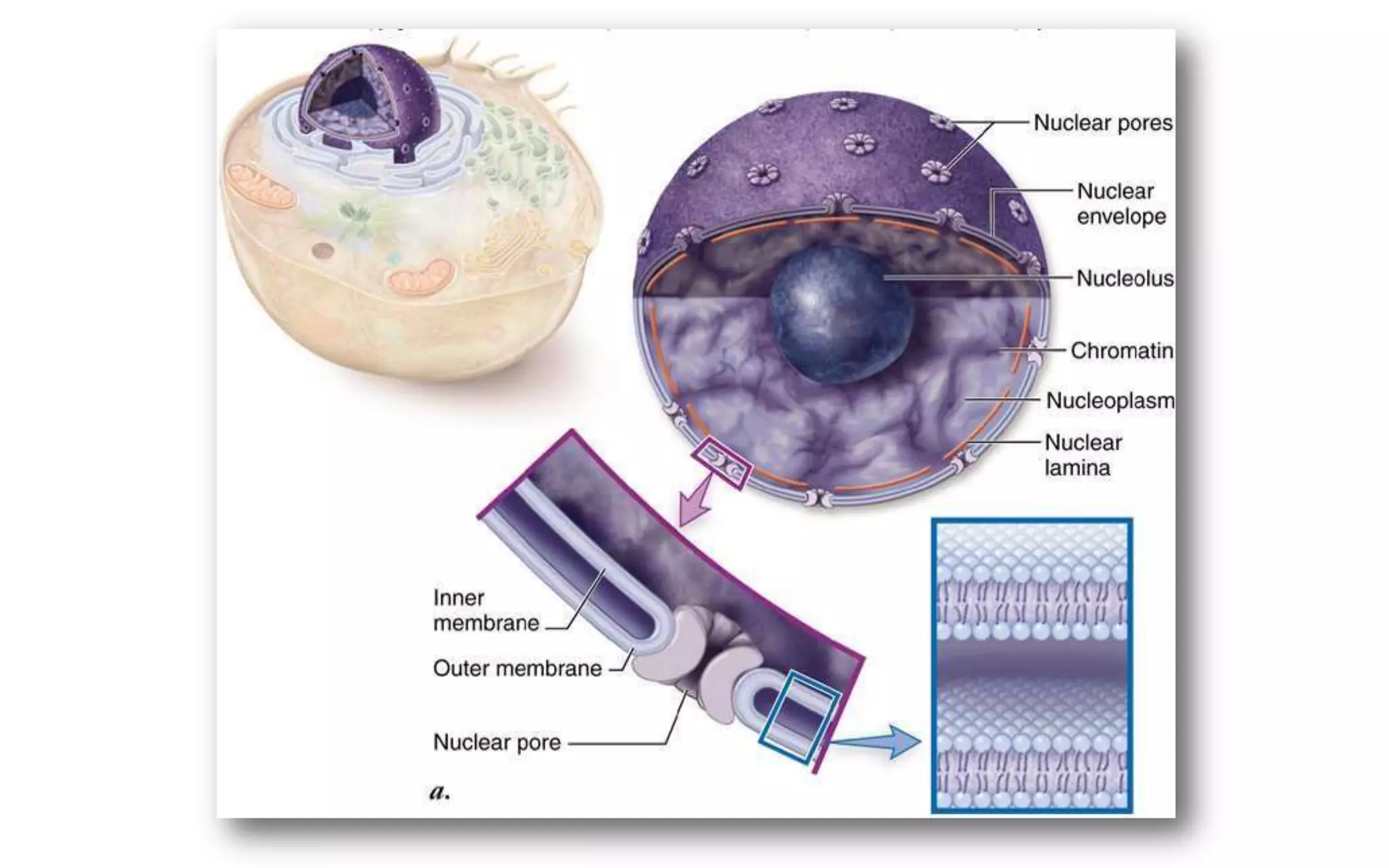 sub cellular organelles of cell.pptx | Biological Sciences | Science