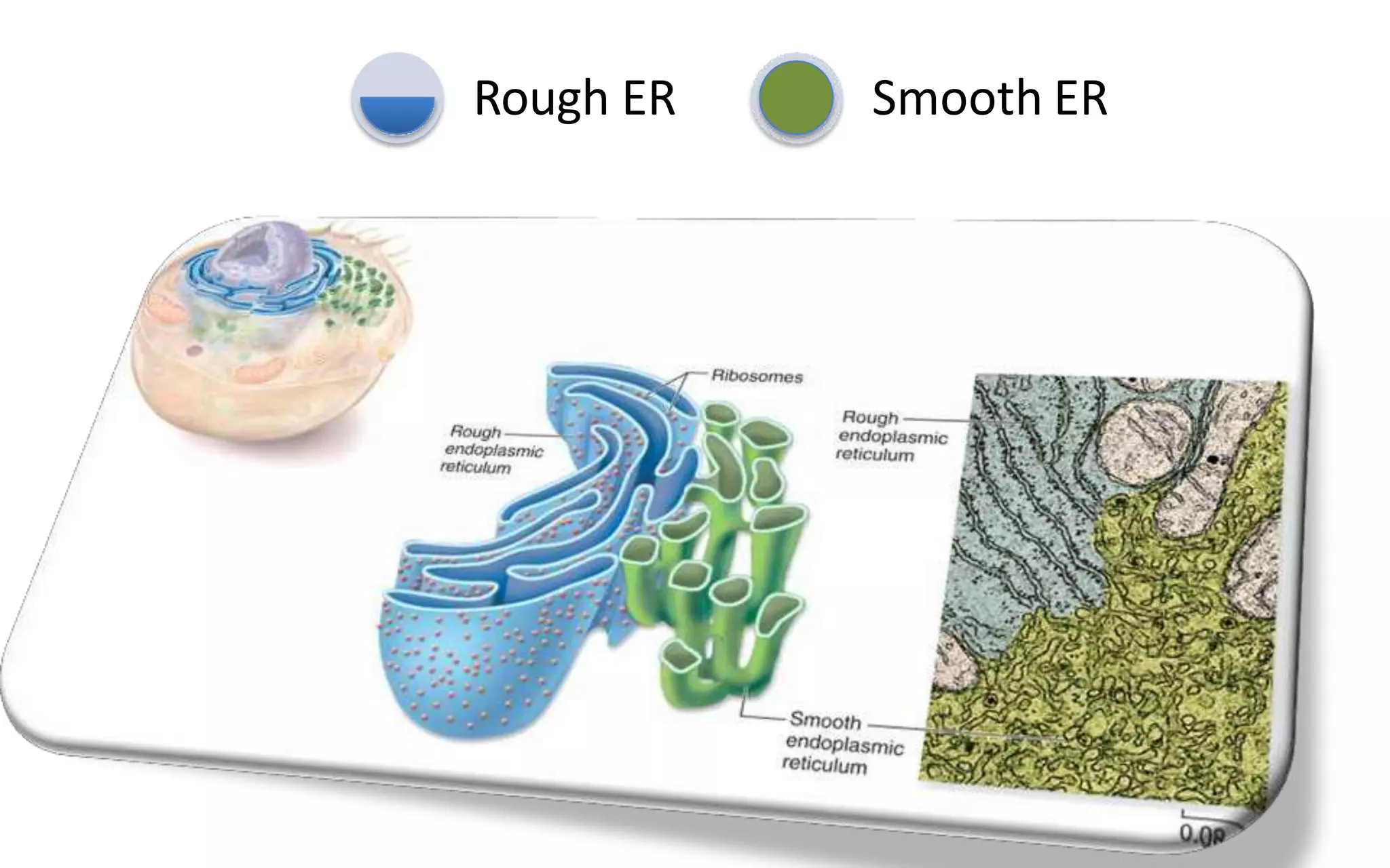 sub cellular organelles of cell.pptx | Biological Sciences | Science