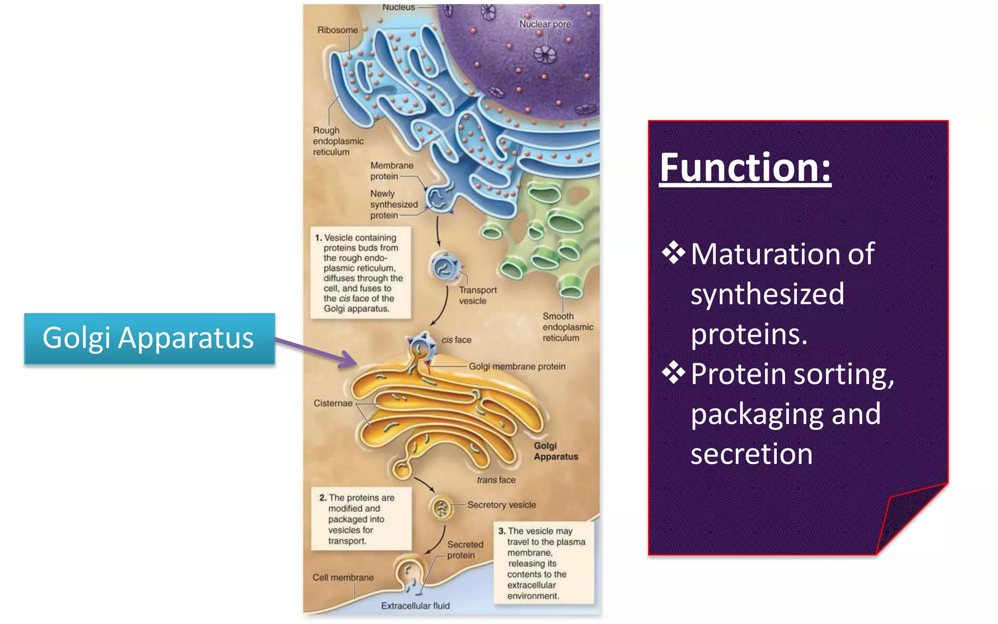sub cellular organelles of cell.pptx | Biological Sciences | Science