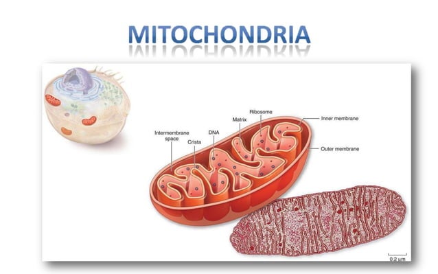 sub cellular organelles of cell.pptx | Biological Sciences | Science