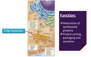 sub cellular organelles of cell.pptx | Biological Sciences | Science
