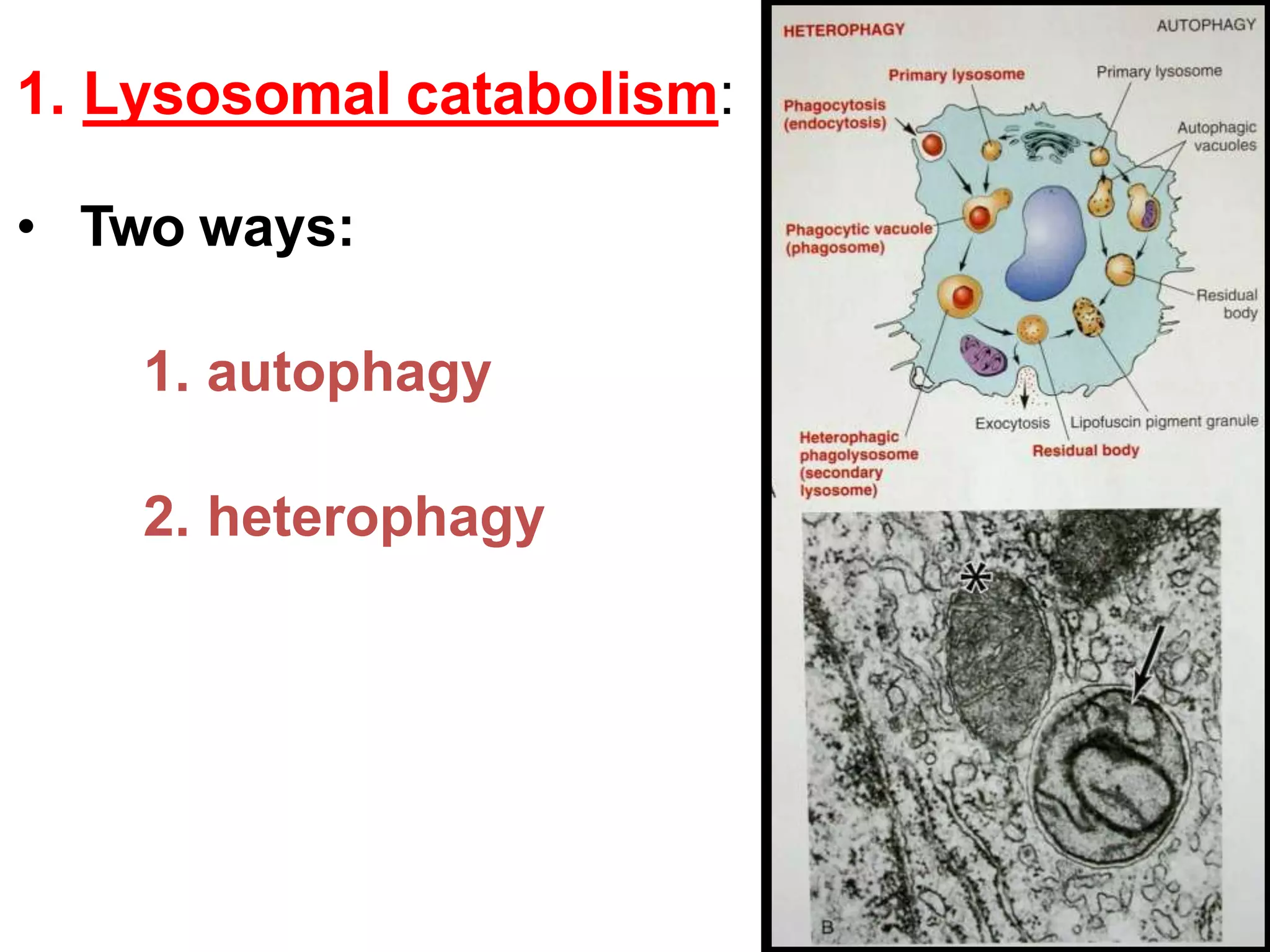 Subcellular Response to cell injury12.ppt