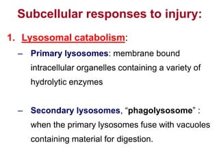 Subcellular Response to cell injury12.ppt