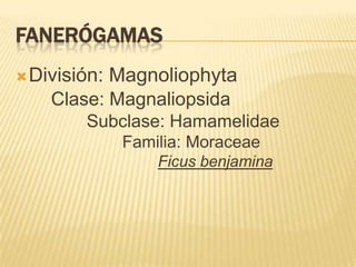 Subclase hamamelidae y caryophyllidae | PPTX