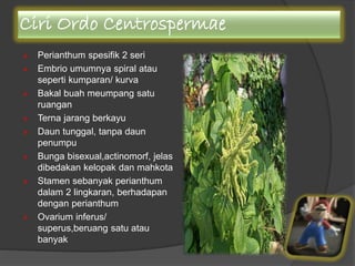 Subclass dialypetalae | PPTX