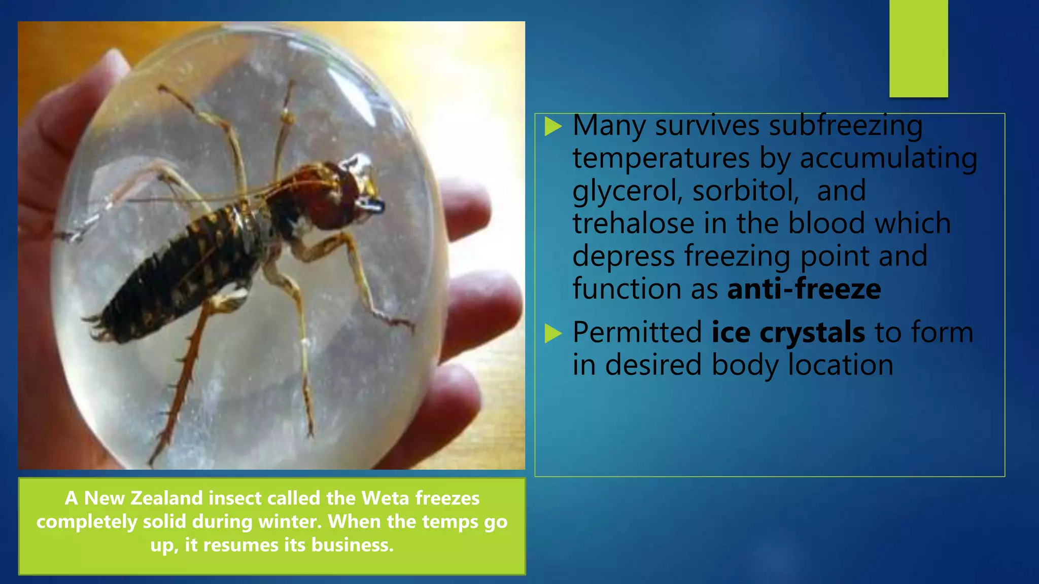 Subclass Hexapoda | PPTX