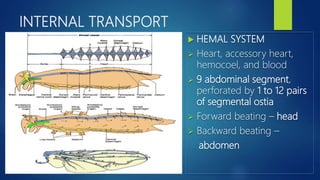Subclass Hexapoda | PPTX