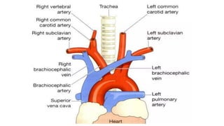 ANATOMY OF subclavian artery IN DETAIL.pptx