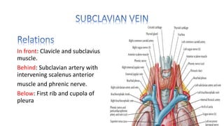 subclavian vein.pptx
