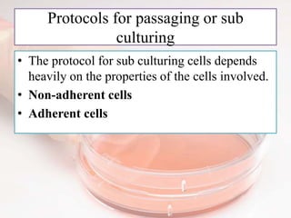 Subculturing | PPTX | Biotech and Biomedical Industry | Industries