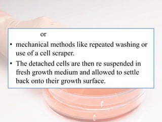 Subculturing | PPTX | Biotech and Biomedical Industry | Industries