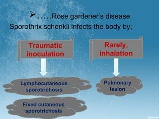 Subcutaneous mycoses by Dr. Rakesh Prasad Sah | PPT