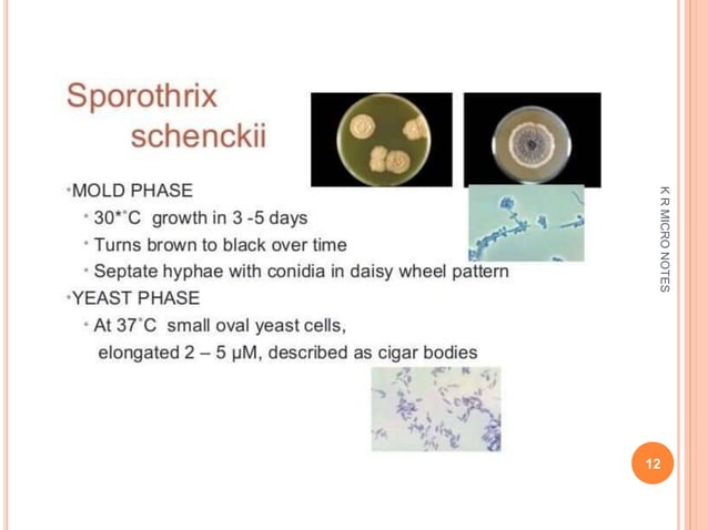 Subcutaneous mycoses K R.pptx