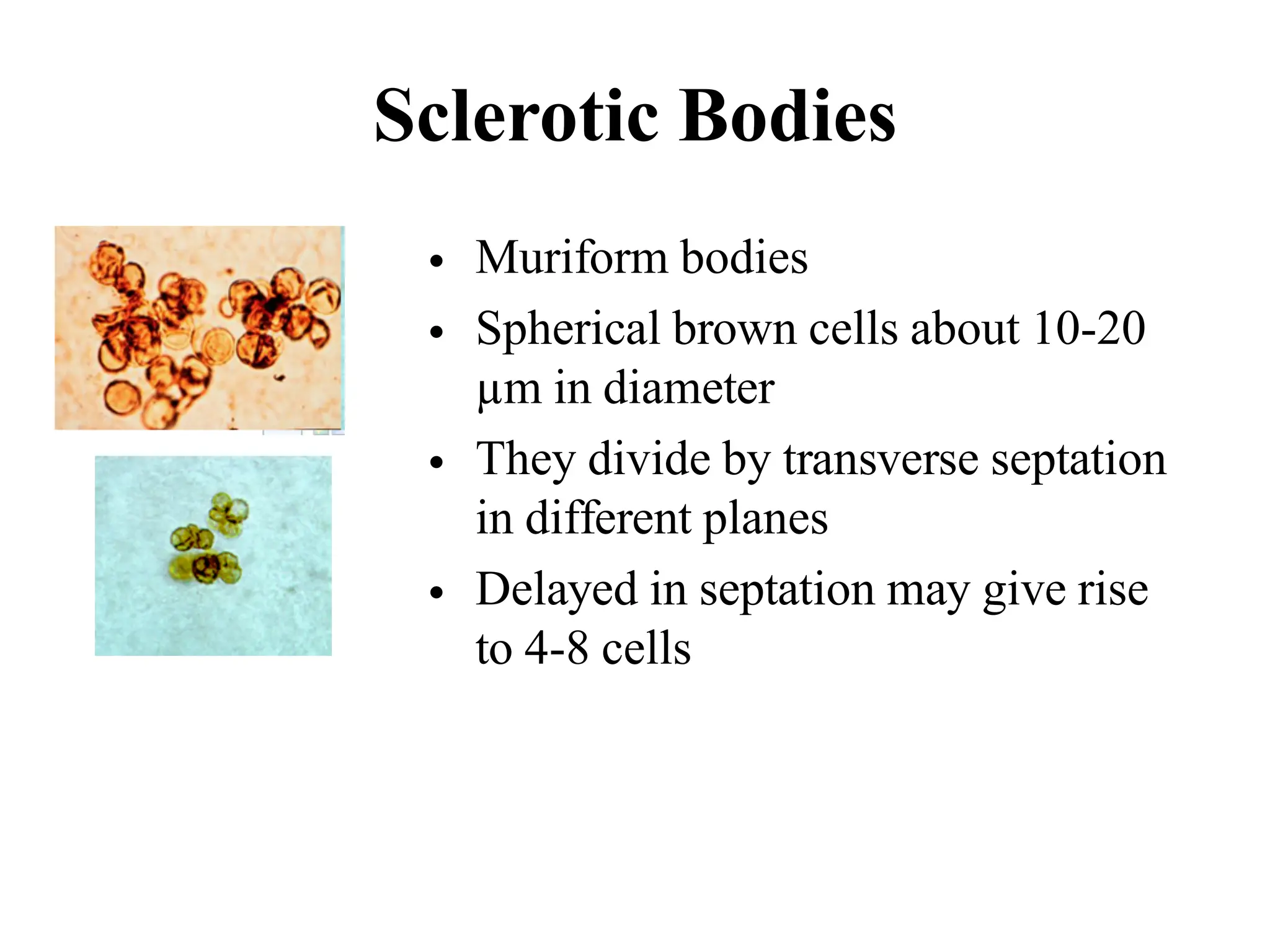 SUBCUTANEOUS MYCOSES(fungi) presentation.pdf