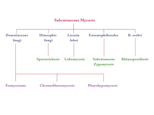 Subcutaneous Mycosis | PPTX | Skin and Dermatology | Diseases and ...