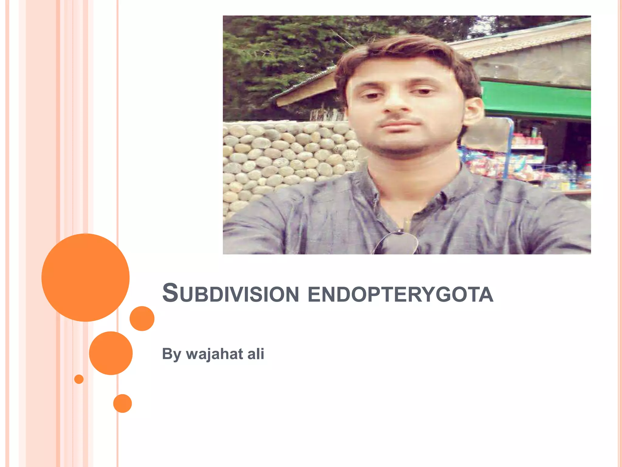 Subdivision endopterygota | PPTX
