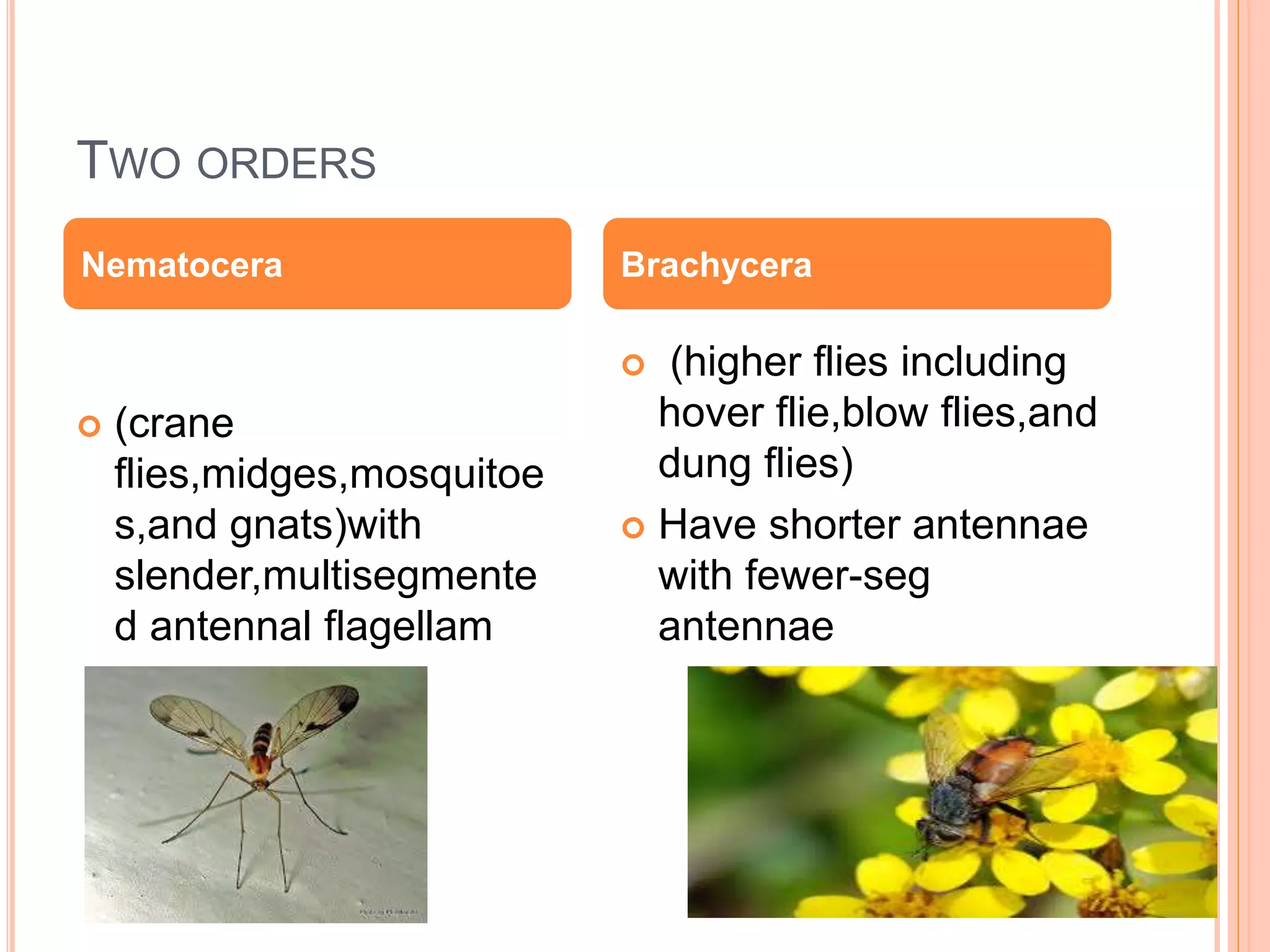 Subdivision endopterygota | PPTX