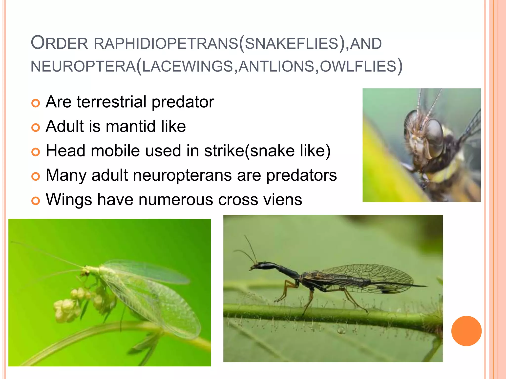 Subdivision endopterygota | PPTX
