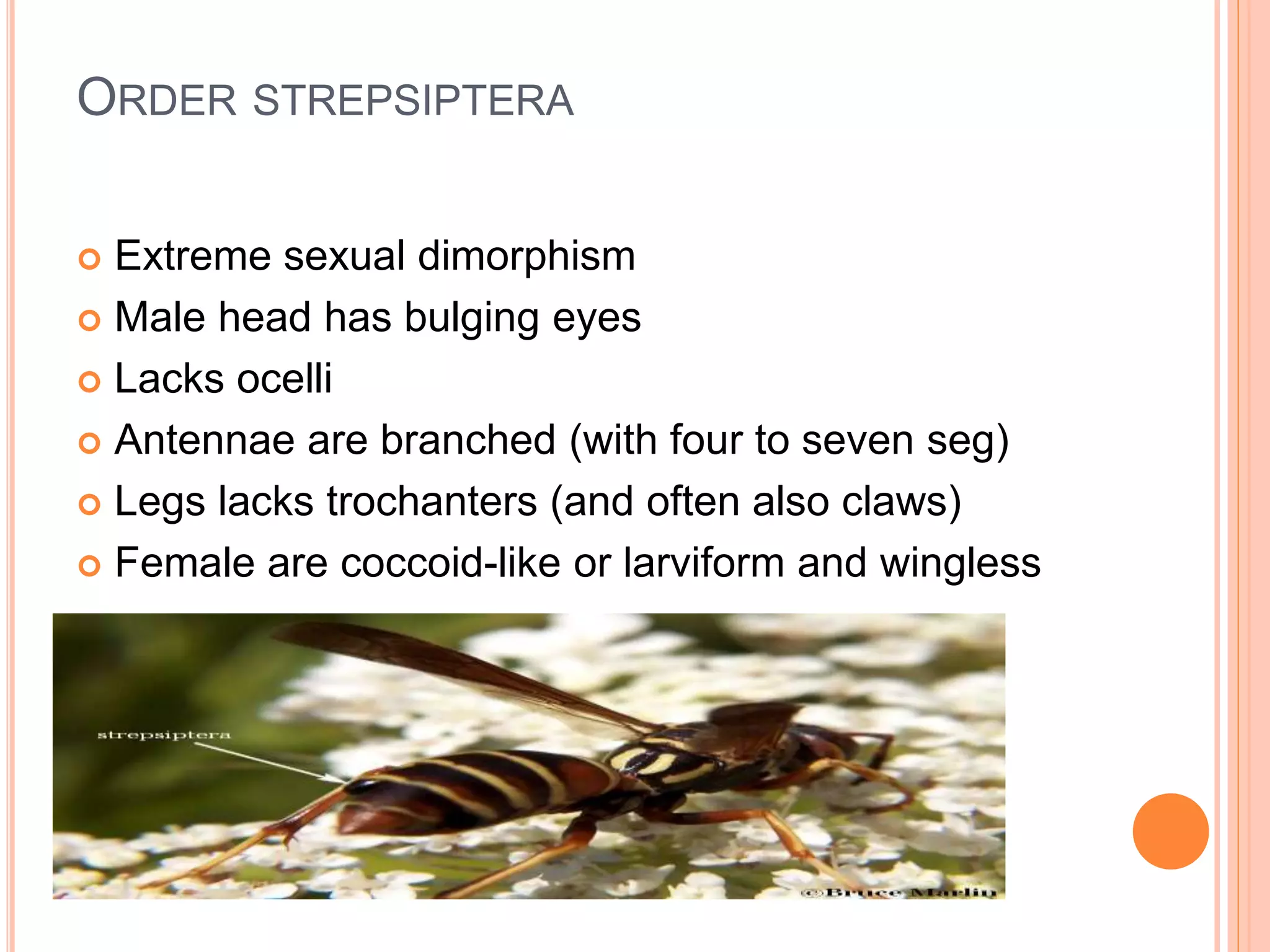 Subdivision endopterygota | PPTX